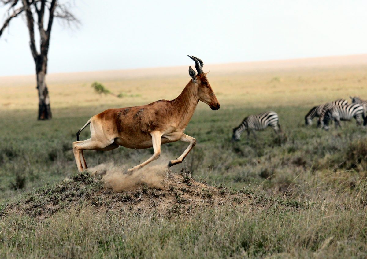 Antílope africano: caza en Sudáfrica - Wild Hunter